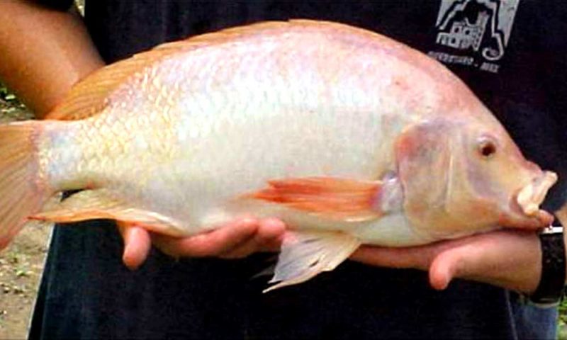 Pez Pargo UNAM: Un Pez Mexicano Que Trasciende Fronteras