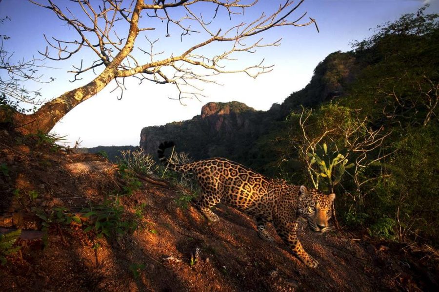 Fotógrafo Mexicano Alejandro Prieto entre los Mejores de NatGeo