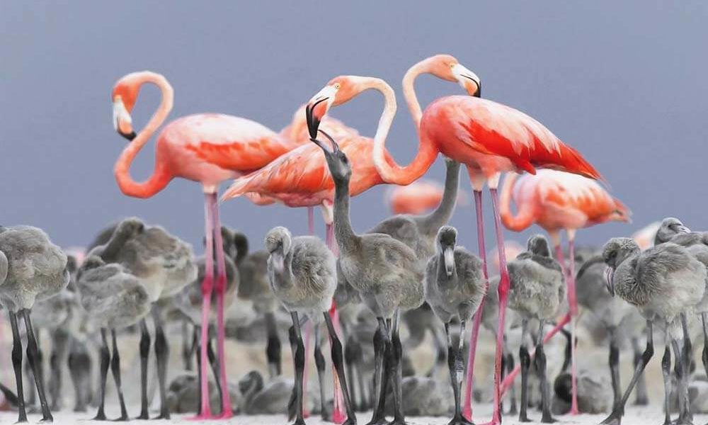 Fotógrafo Mexicano Alejandro Prieto entre los Mejores de NatGeo
